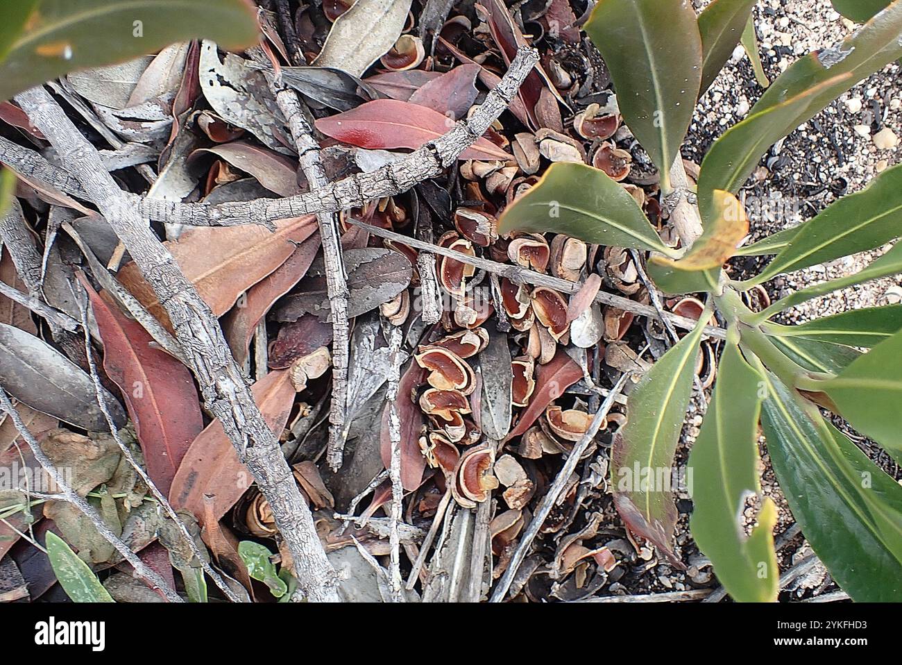 Gifboom (Hyaenanche globosa Stock Photo - Alamy