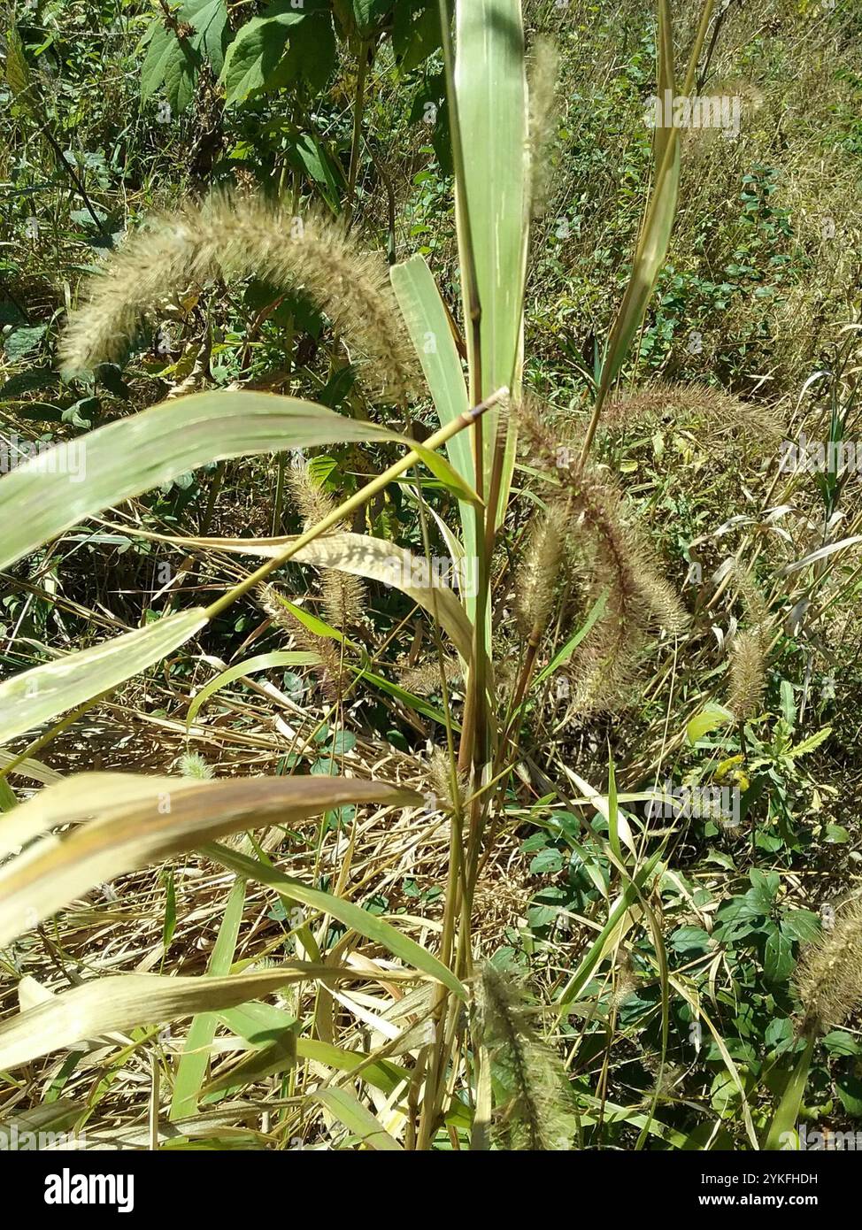 Giant setaria hi-res stock photography and images - Alamy