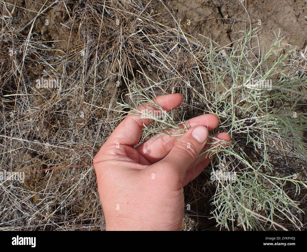 Rubber Rabbitbrush (Ericameria nauseosa Stock Photo - Alamy