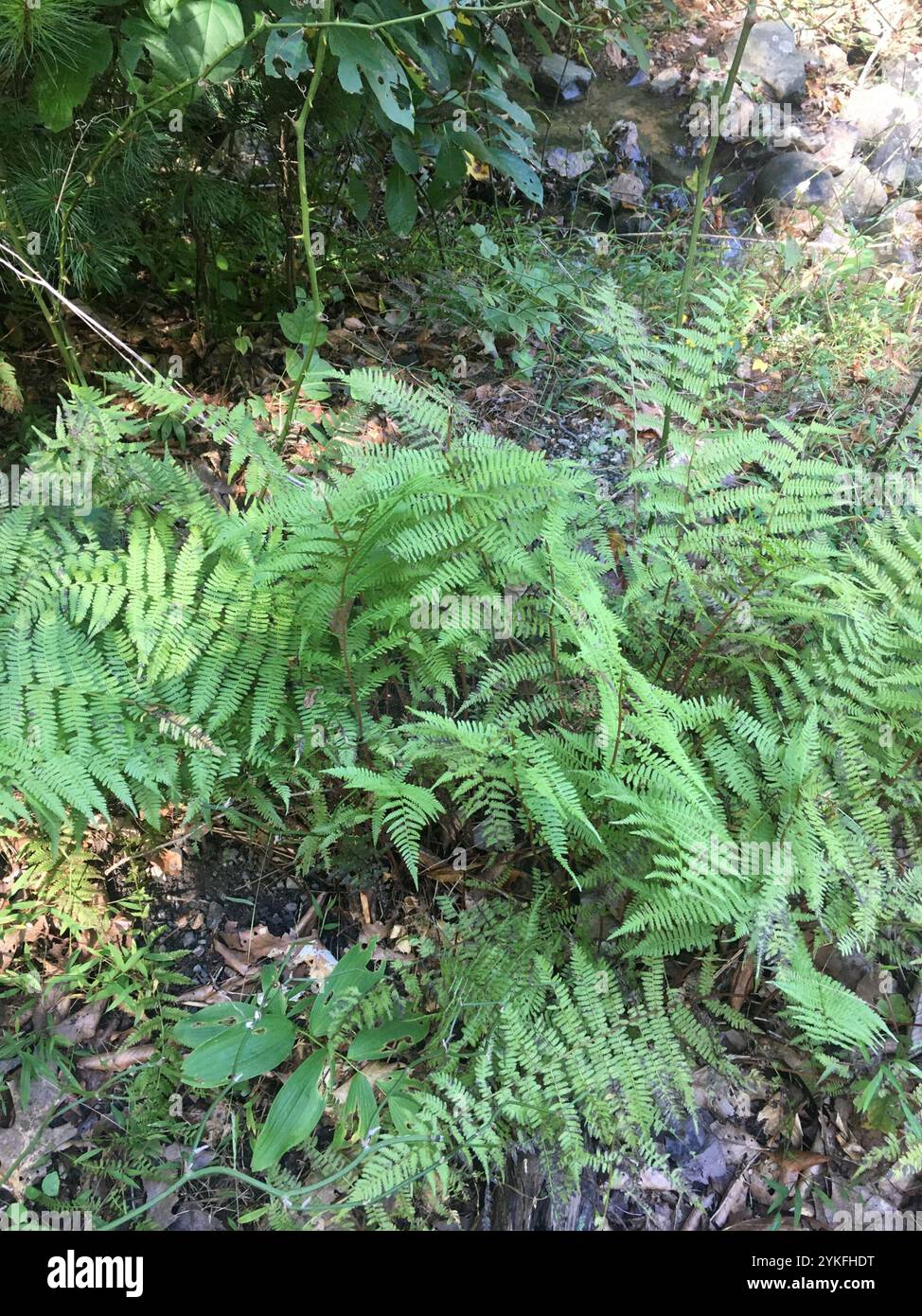 southern lady fern (Athyrium asplenioides Stock Photo - Alamy