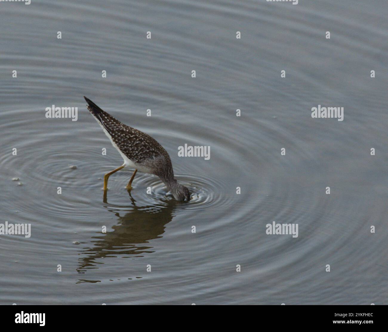 Lesser Yellowlegs (Tringa flavipes Stock Photo - Alamy