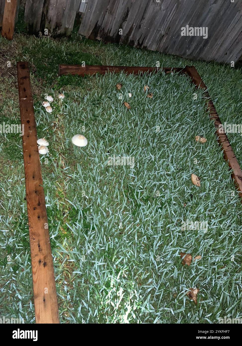 Green spored parasol chlorophyllum hi-res stock photography and images ...