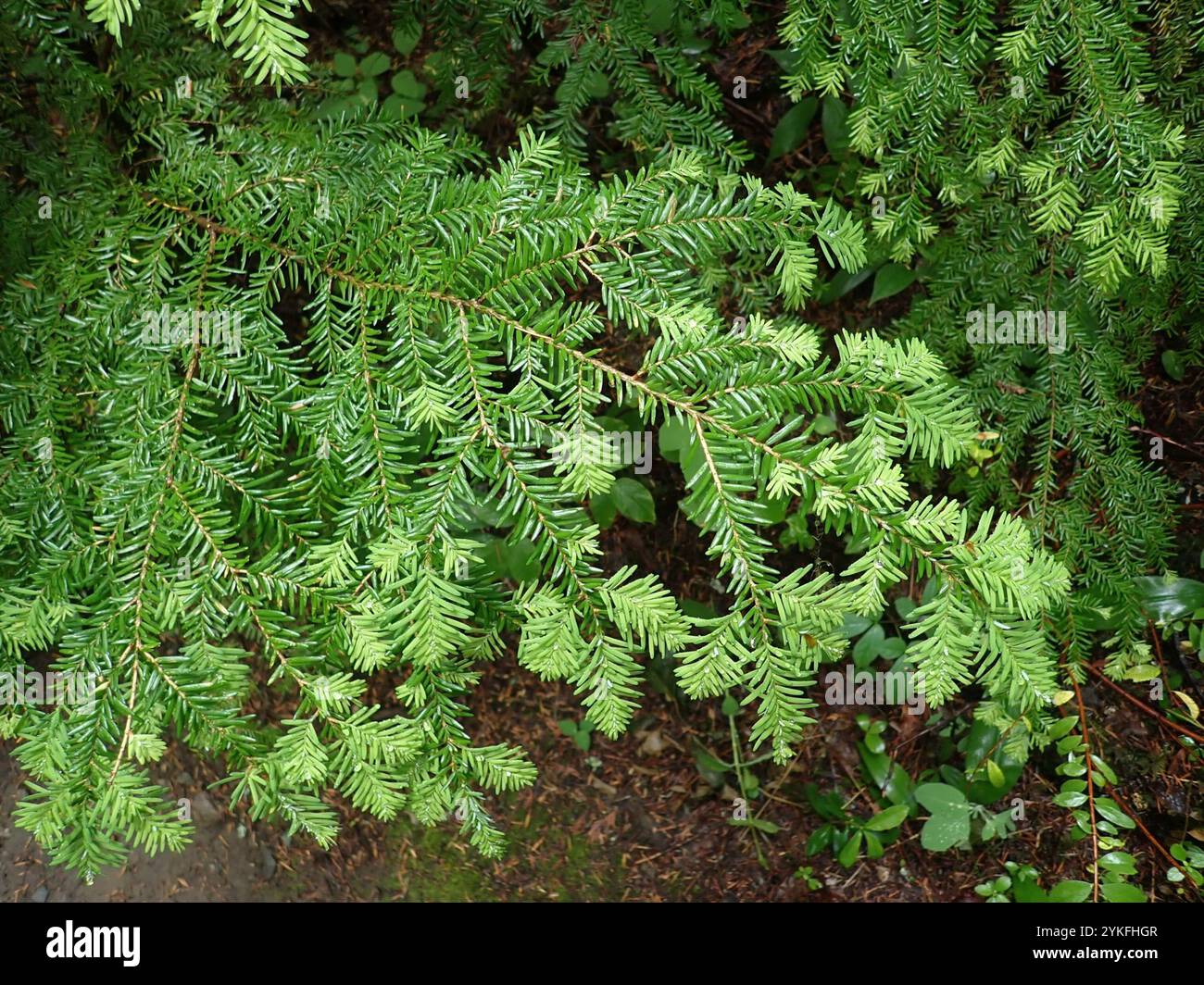 western hemlock (Tsuga heterophylla Stock Photo - Alamy