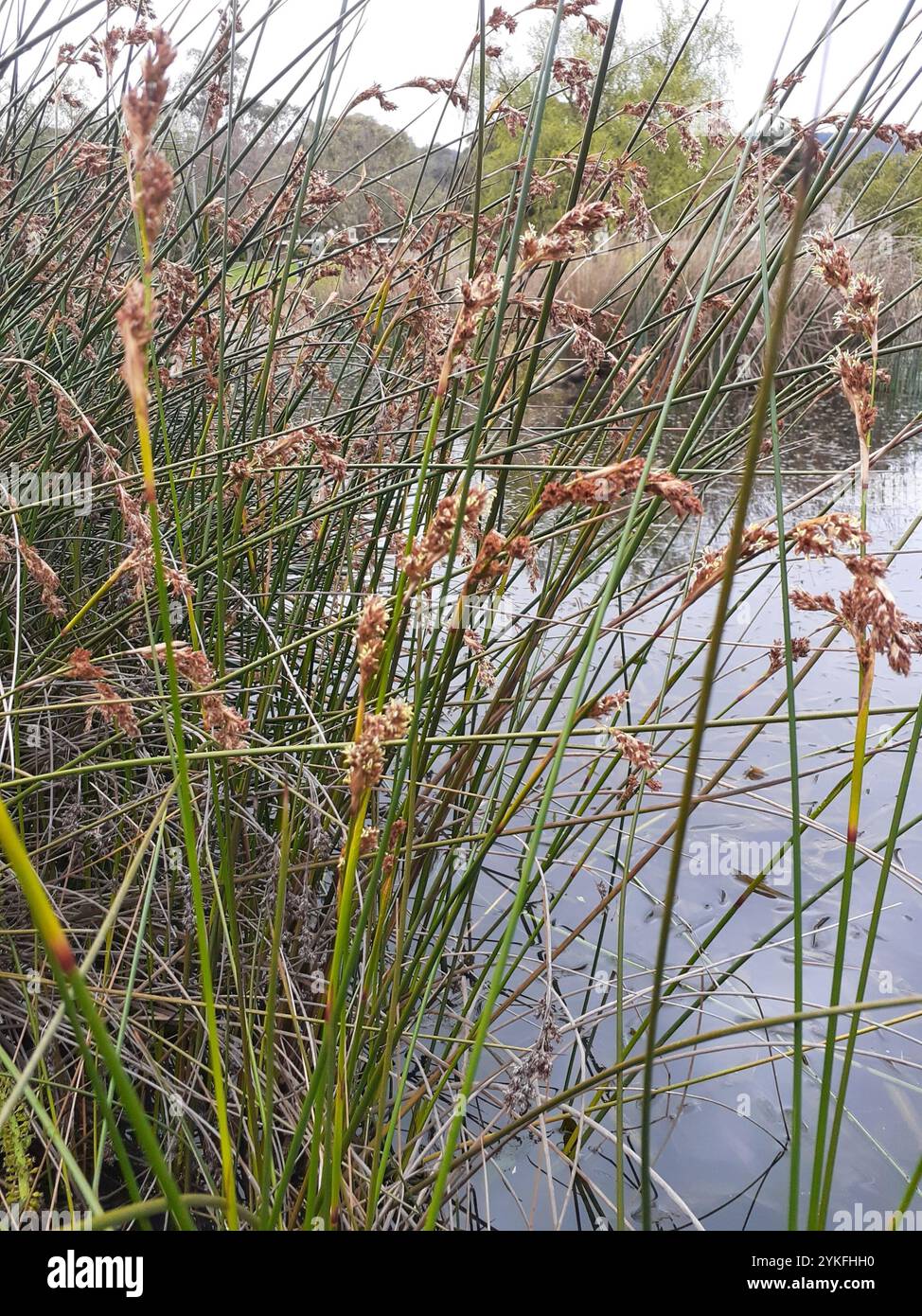 grasses, sedges, cattails, and allies (Poales Stock Photo - Alamy