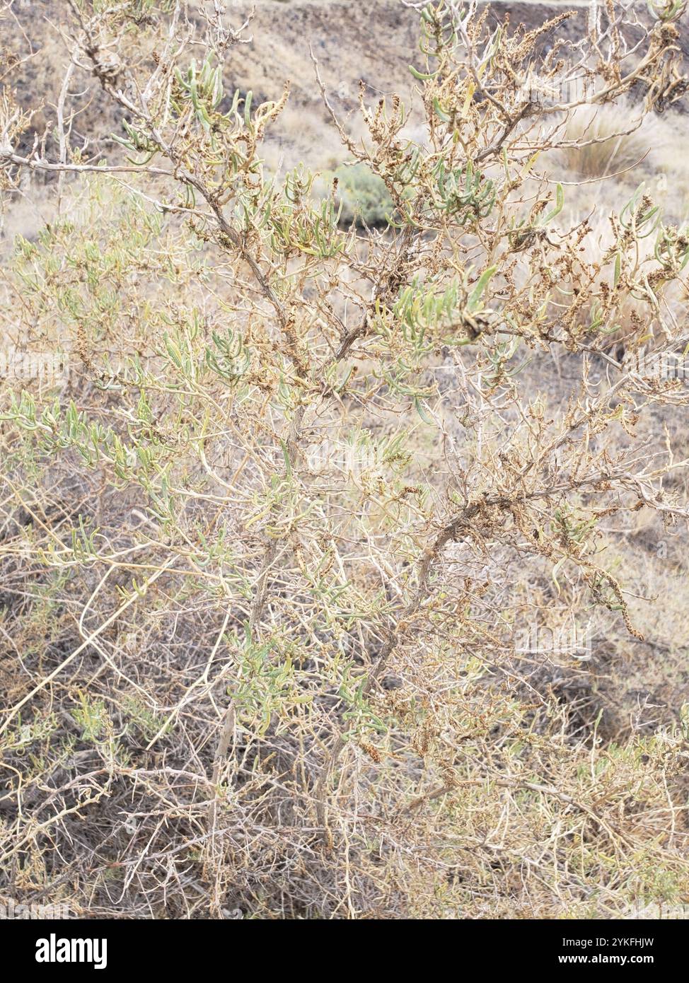 Sarcobatus vermiculatus hi-res stock photography and images - Alamy