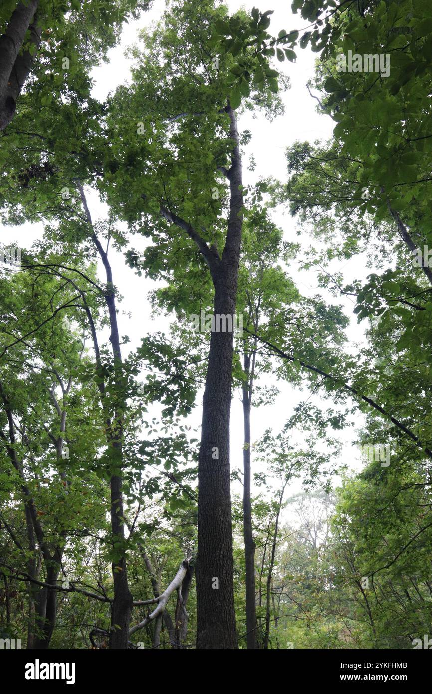 bitternut hickory (Carya cordiformis Stock Photo - Alamy