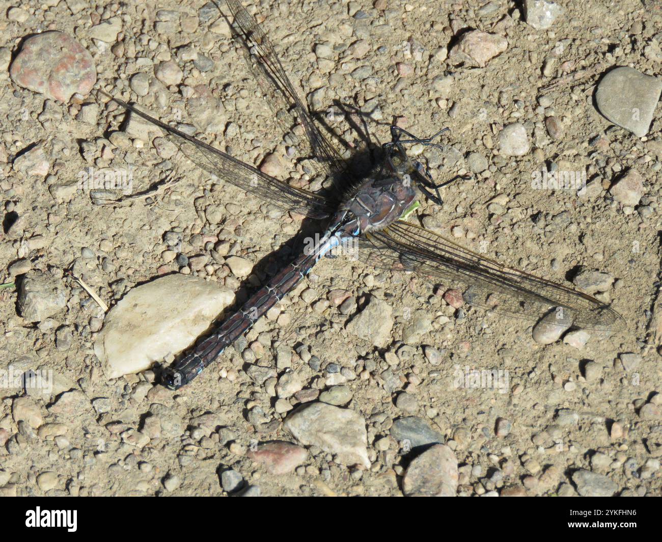 Hawkers and Typical Darners (Aeshna Stock Photo - Alamy