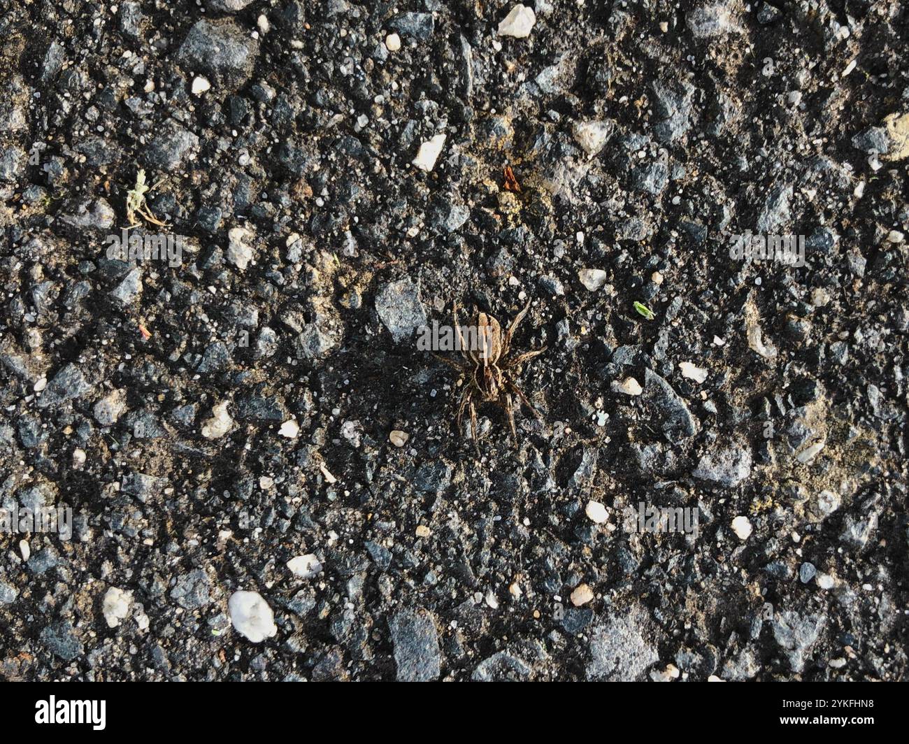 Wolf Spiders and Allies (Lycosoidea Stock Photo - Alamy