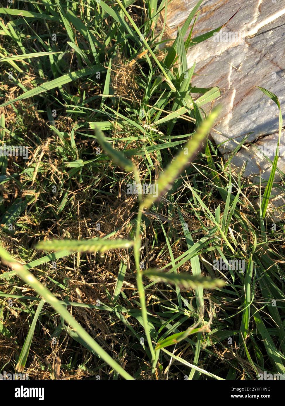 Paspalum dilatatum hi-res stock photography and images - Alamy