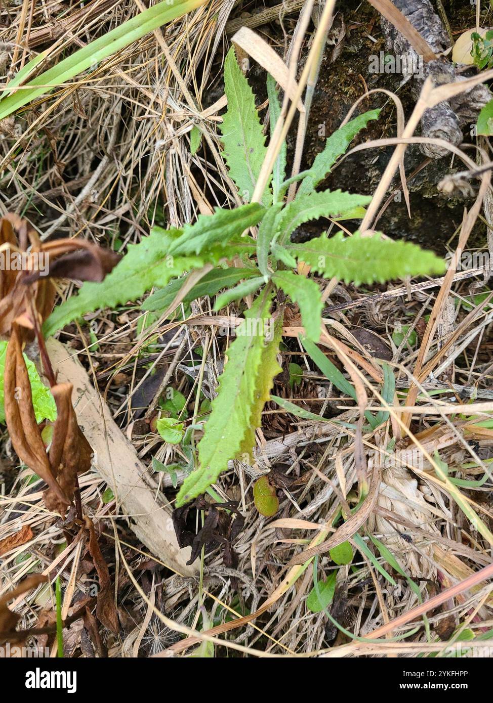 Senecio minimus hi-res stock photography and images - Alamy