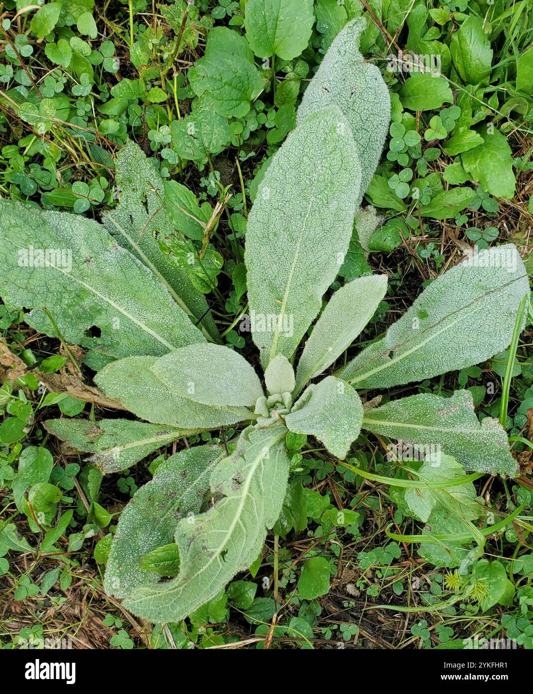 great mullein (Verbascum thapsus Stock Photo - Alamy