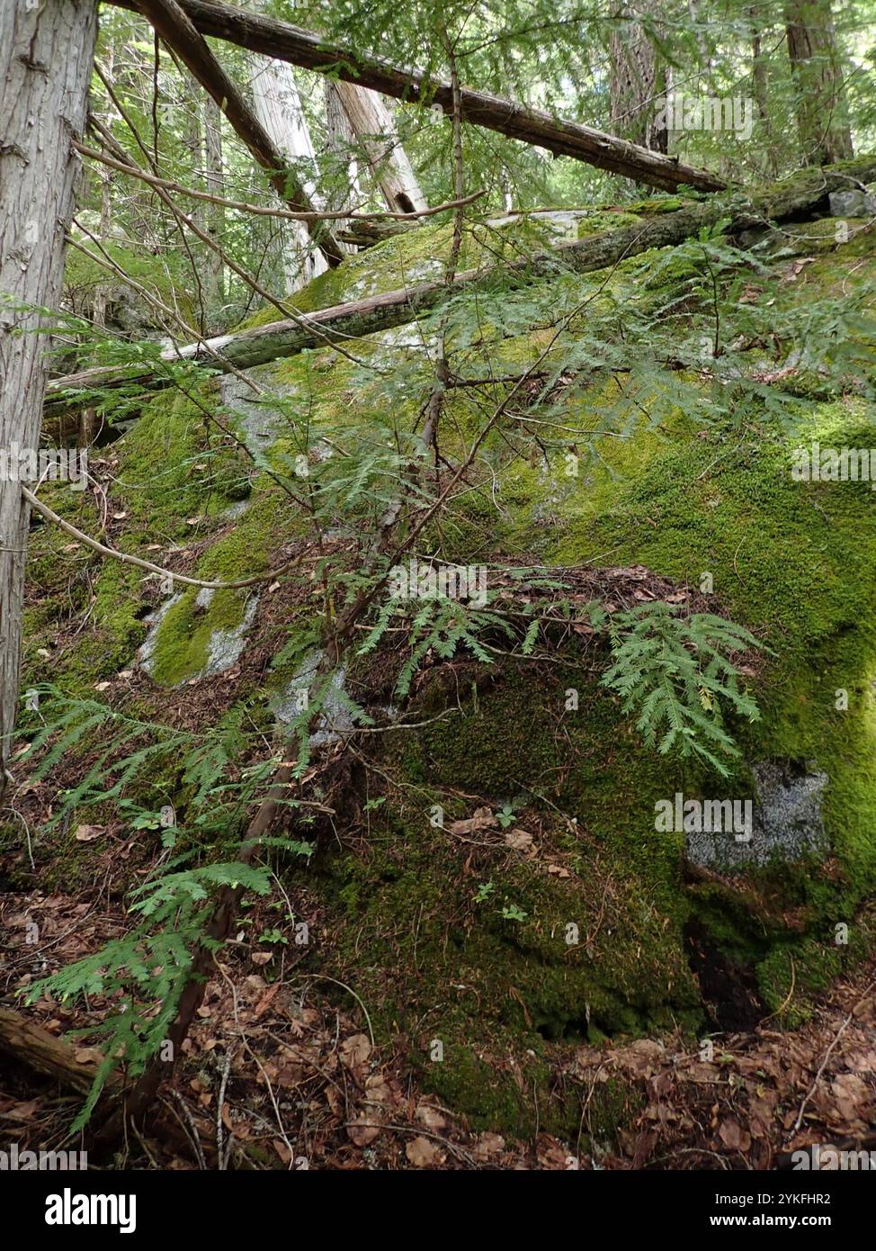 Pacific yew (Taxus brevifolia Stock Photo - Alamy