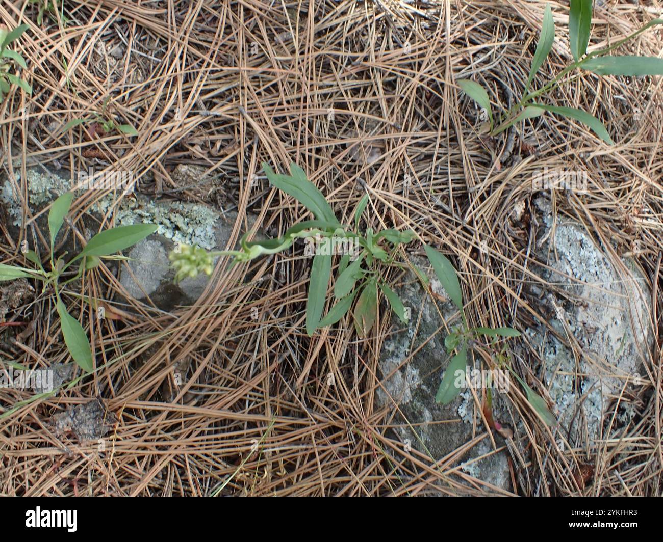 Yellow Beardtongue (Penstemon confertus Stock Photo - Alamy