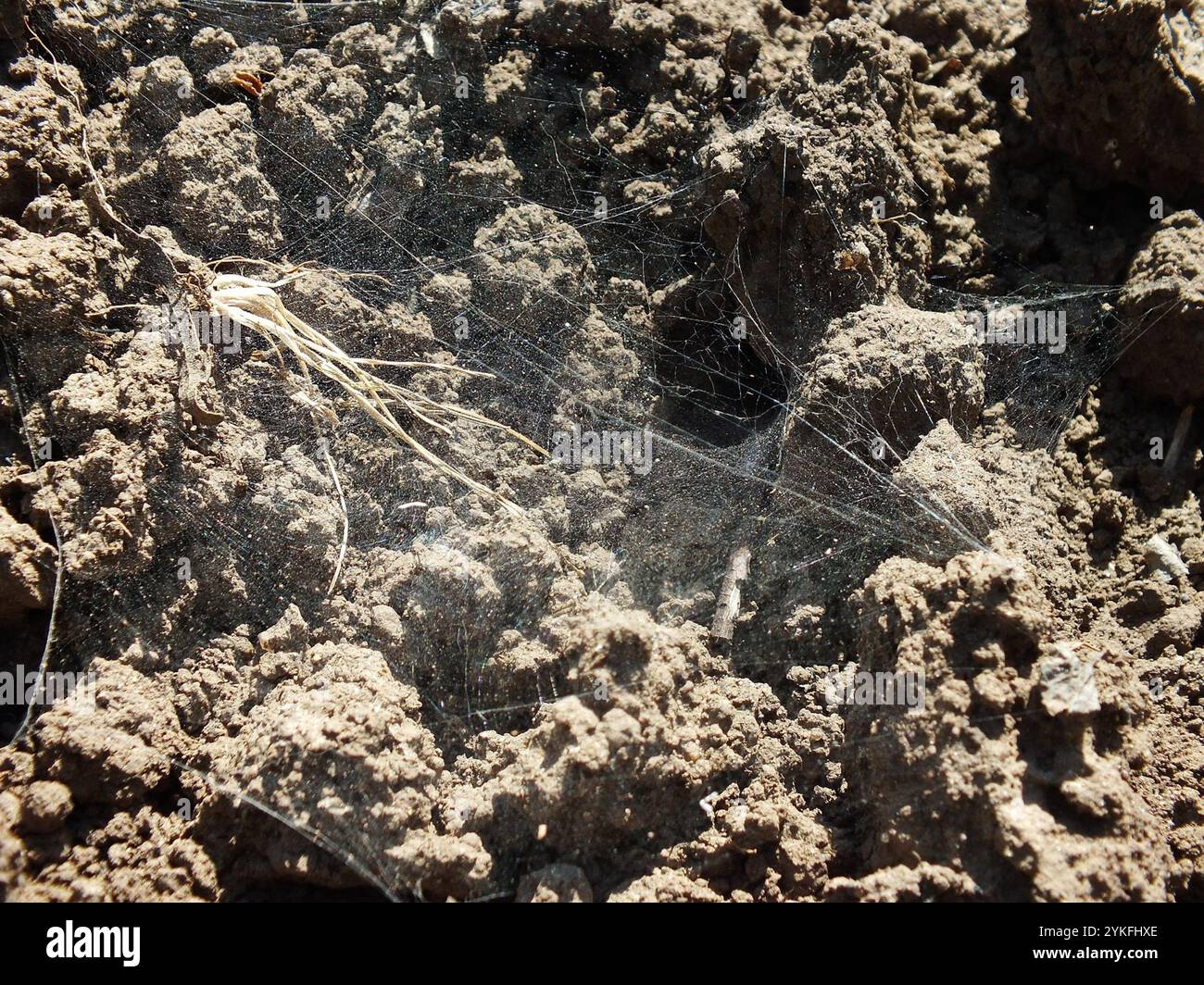 Labyrinth spider (Agelena labyrinthica Stock Photo - Alamy