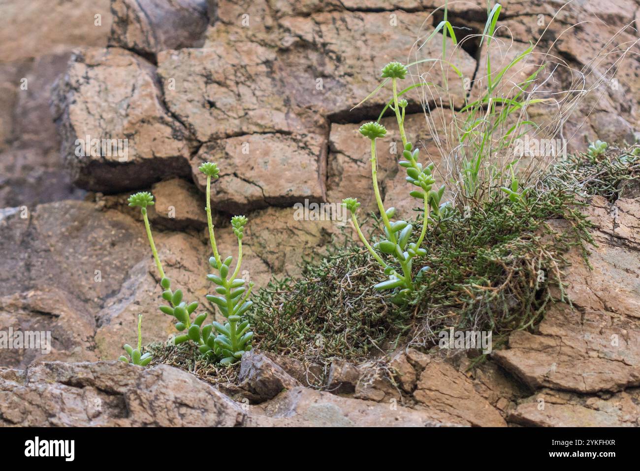 Wright's stonecrop (Sedum wrightii Stock Photo - Alamy