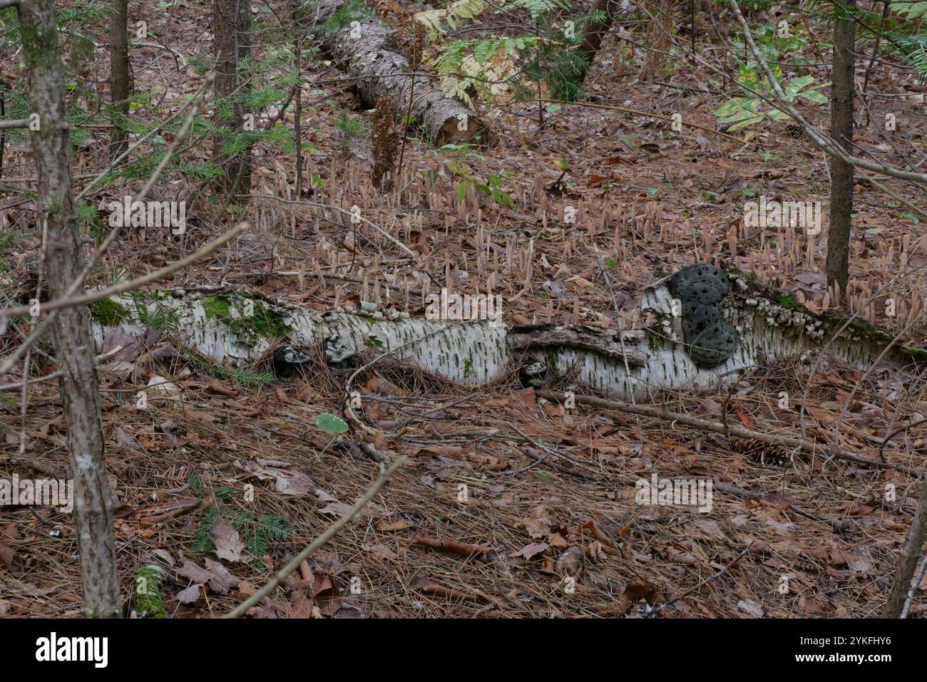 ochre club (Clavariadelphus ligula Stock Photo - Alamy
