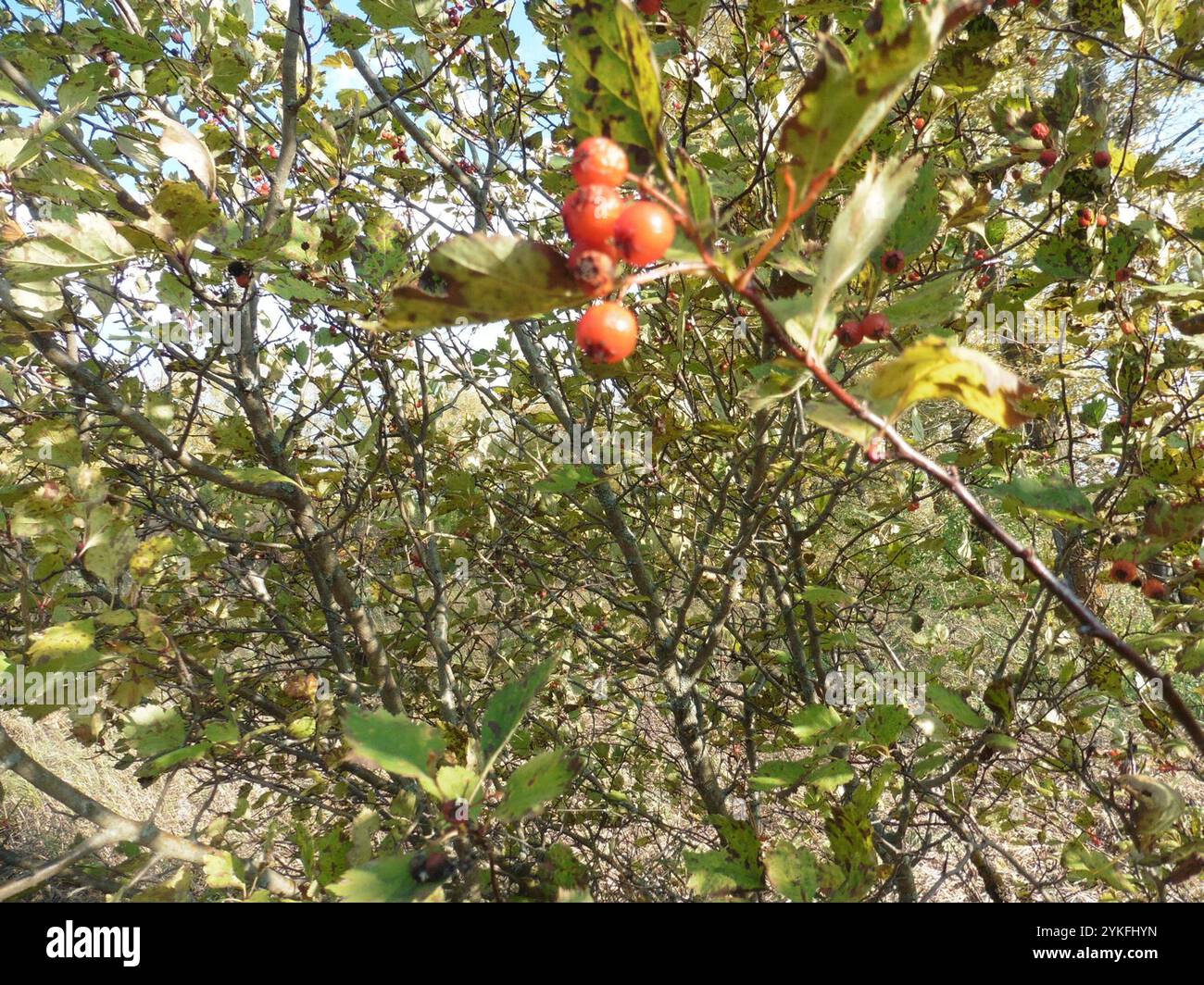 Red Hawthorn (Crataegus sanguinea Stock Photo - Alamy