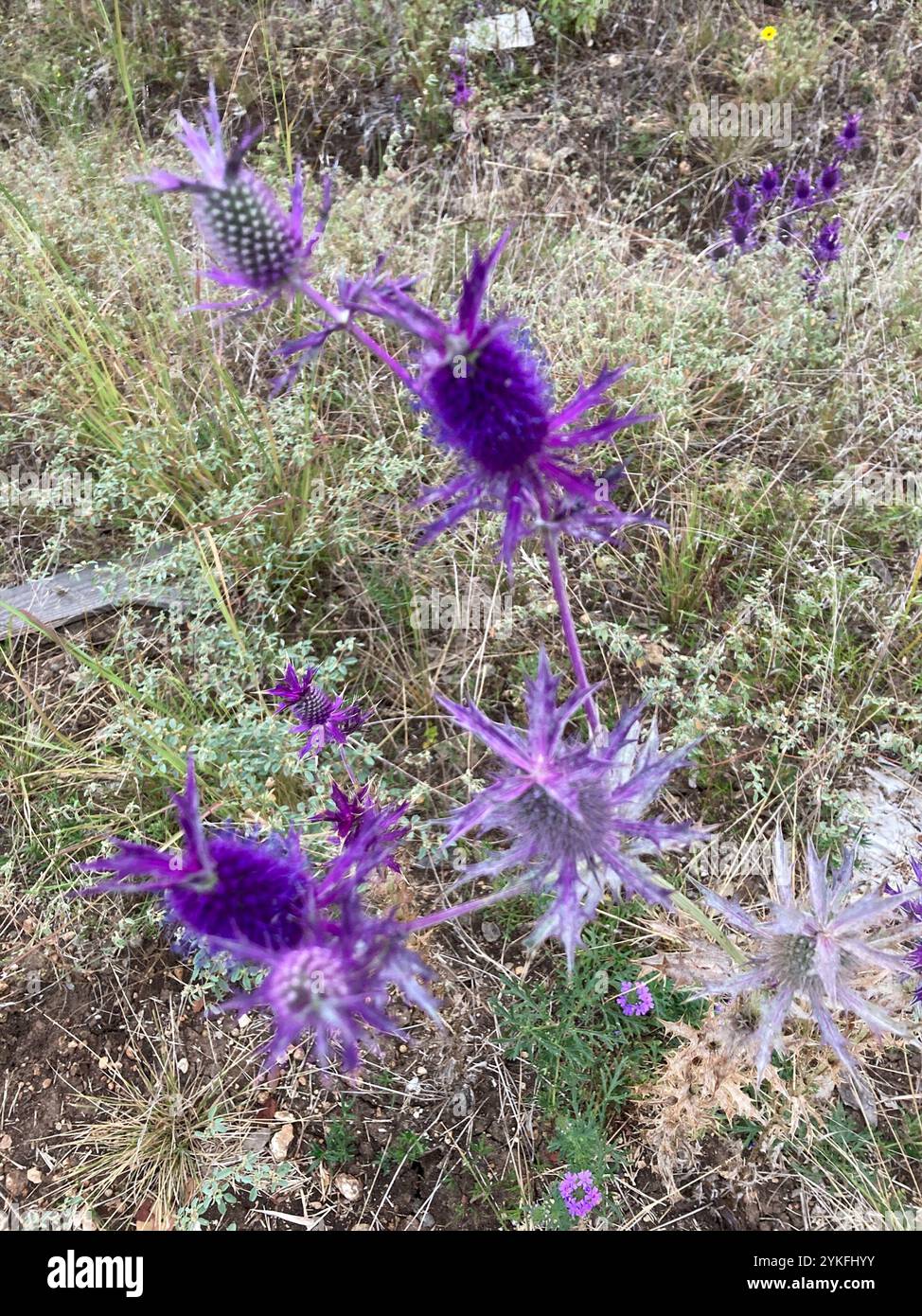 Leavenworth's eryngo (Eryngium leavenworthii Stock Photo - Alamy