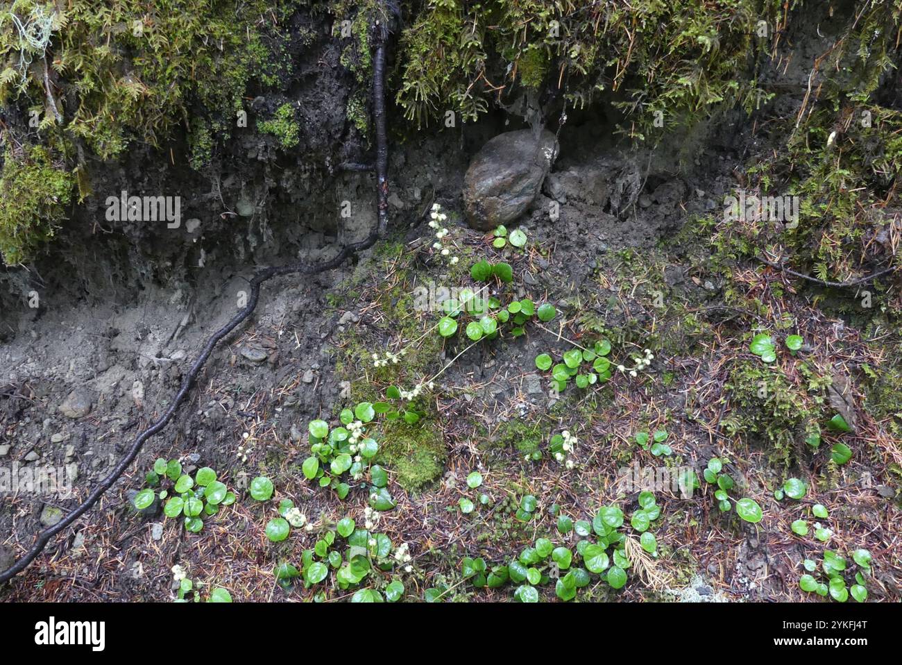 green-flowered wintergreen (Pyrola chlorantha Stock Photo - Alamy