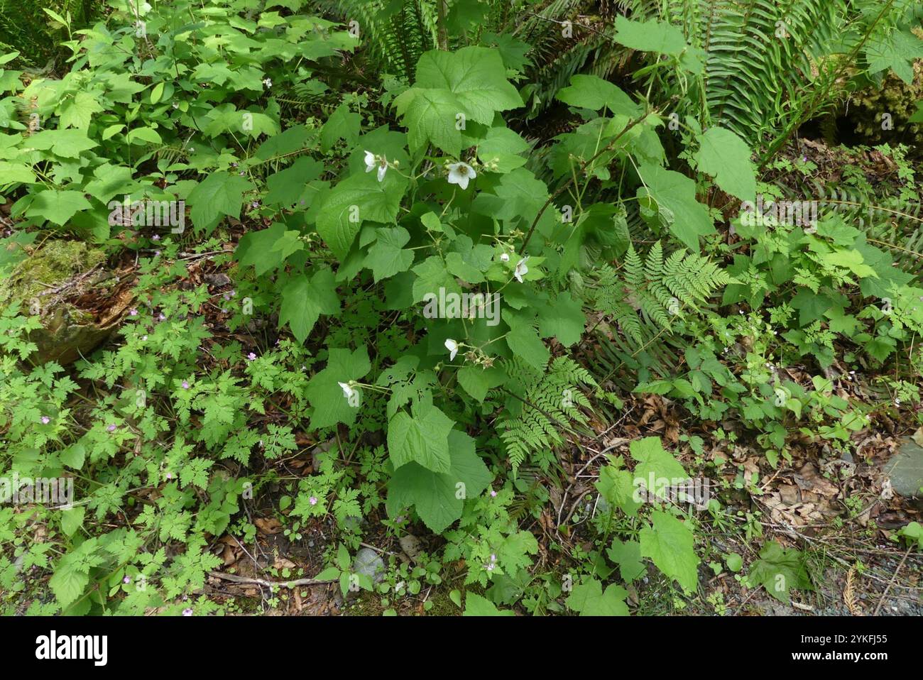 thimbleberry (Rubus parviflorus Stock Photo - Alamy