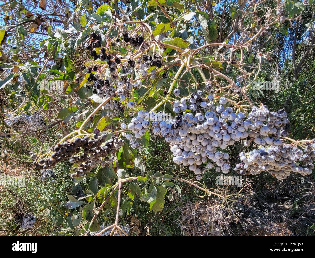 blue elder (Sambucus cerulea Stock Photo - Alamy