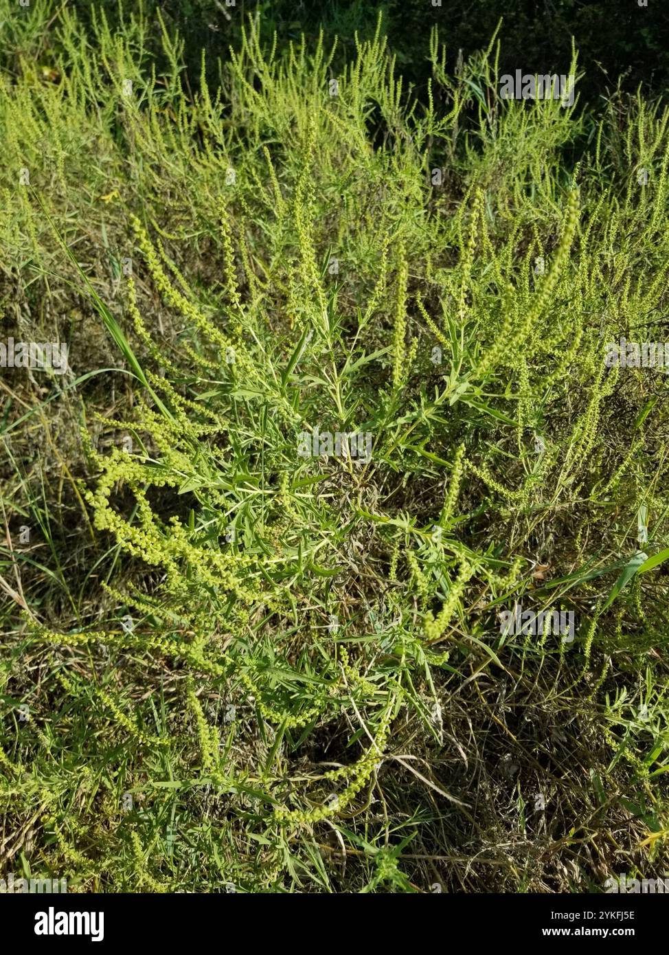 western ragweed (Ambrosia psilostachya Stock Photo - Alamy