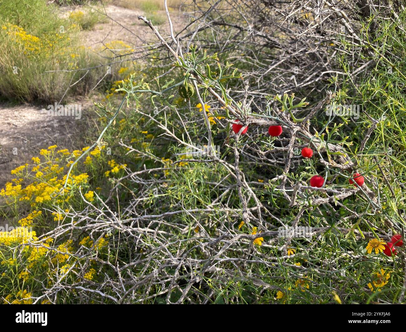 Ibervillea tenuisecta hi-res stock photography and images - Alamy