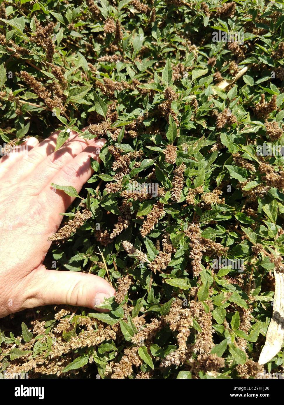 Amaranthus deflexus hi-res stock photography and images - Alamy