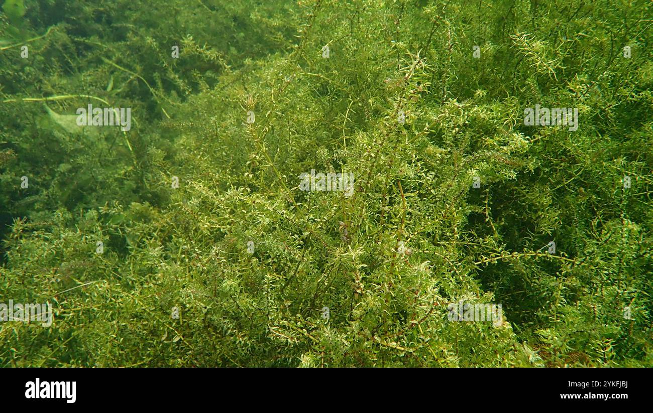 Canadian Waterweed (Elodea canadensis Stock Photo - Alamy