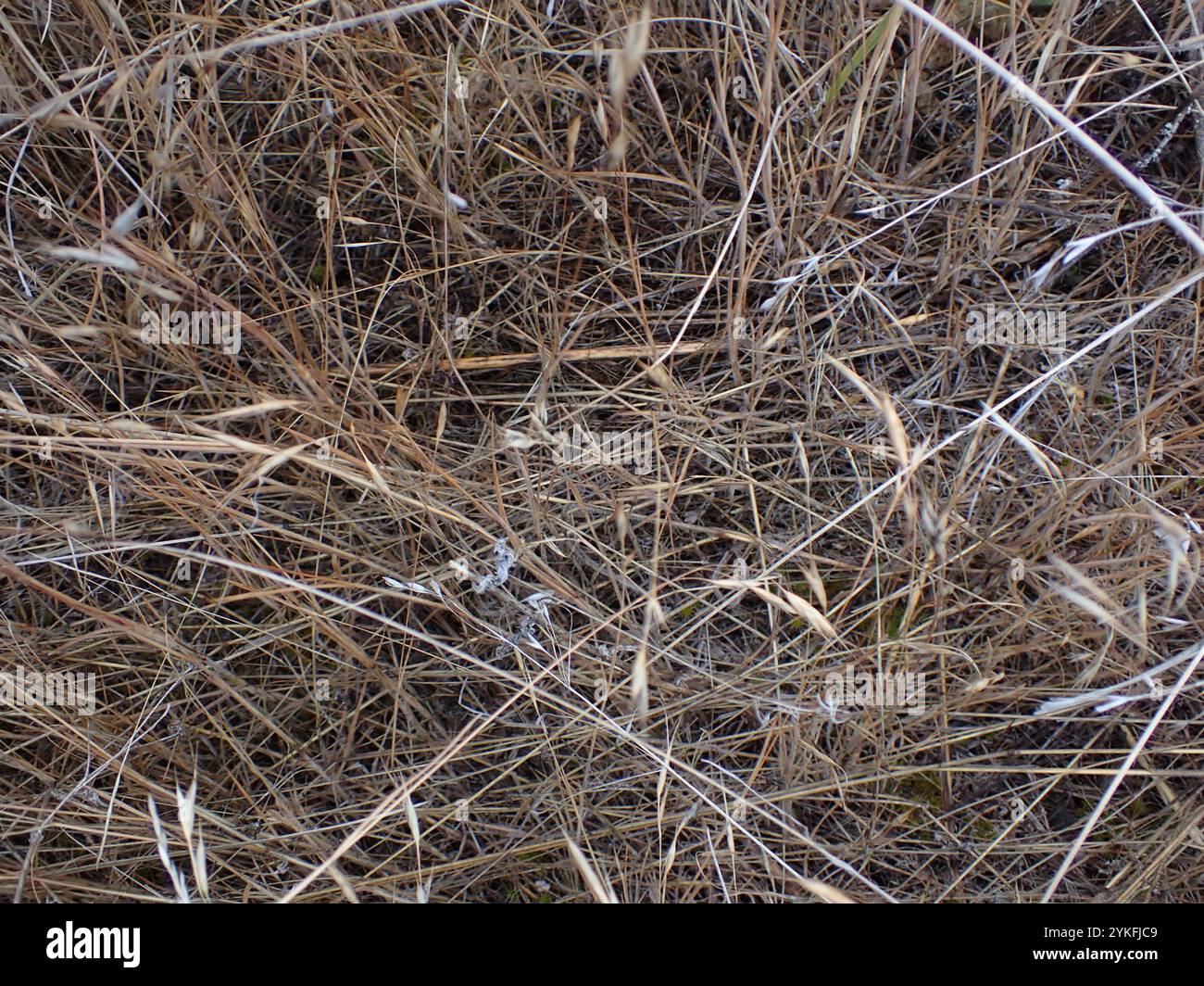Japanese brome (Bromus japonicus Stock Photo - Alamy