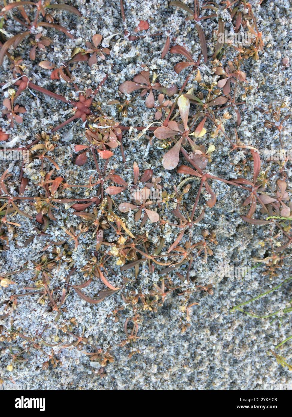 green carpetweed (Mollugo verticillata Stock Photo - Alamy