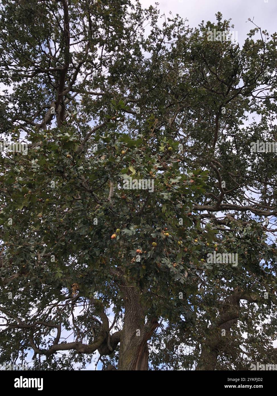 Oregon white oak (Quercus garryana garryana Stock Photo - Alamy