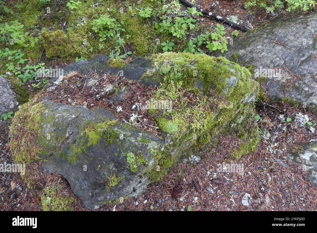 rough goose neck moss (Hylocomiadelphus triquetrus Stock Photo - Alamy