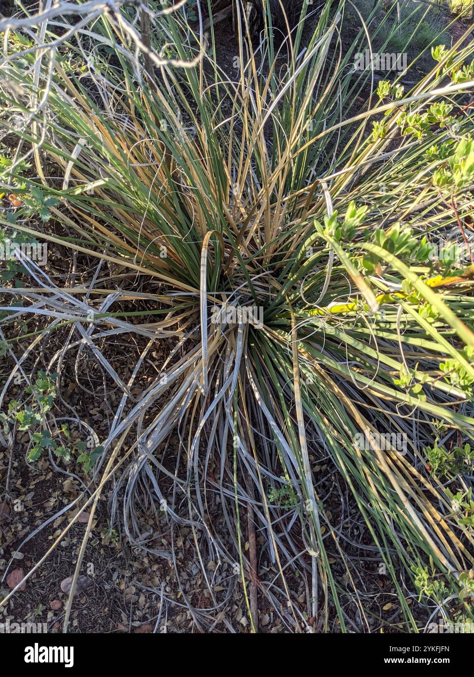 Narrowleaf yucca yucca angustissima hi-res stock photography and images ...