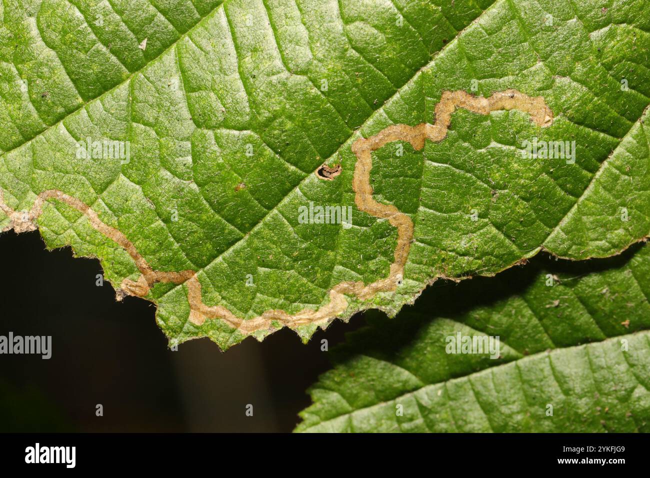 Hazel Leafminer Moth (Stigmella microtheriella Stock Photo - Alamy