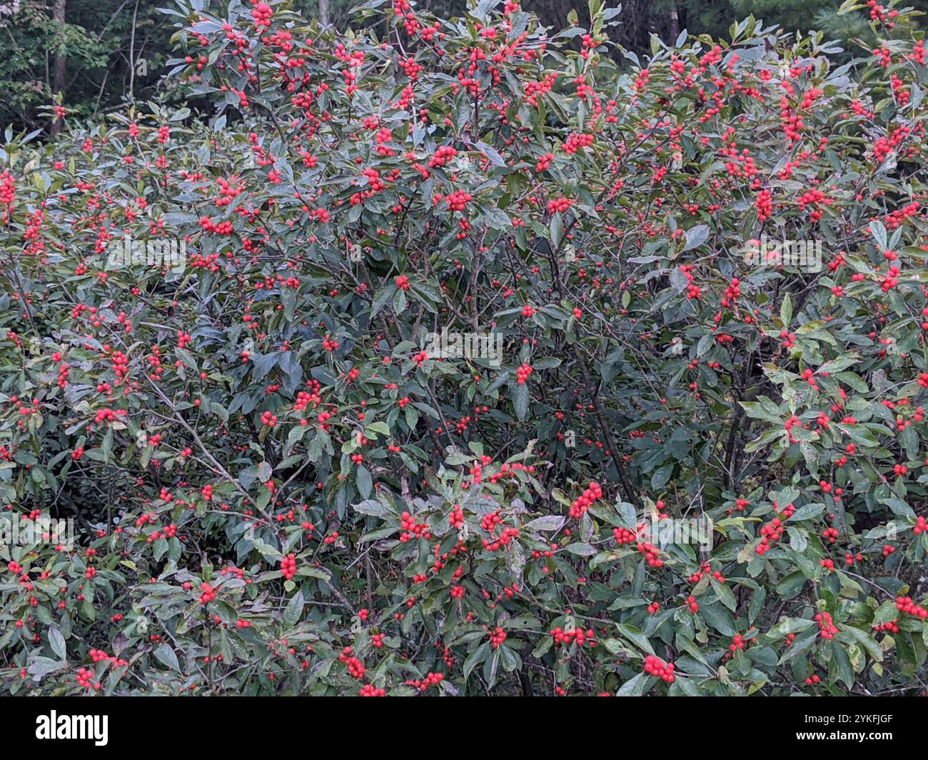 winterberry holly (Ilex verticillata Stock Photo - Alamy