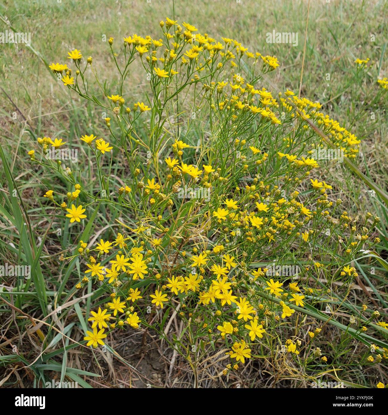 prairie broomweed (Amphiachyris dracunculoides Stock Photo - Alamy