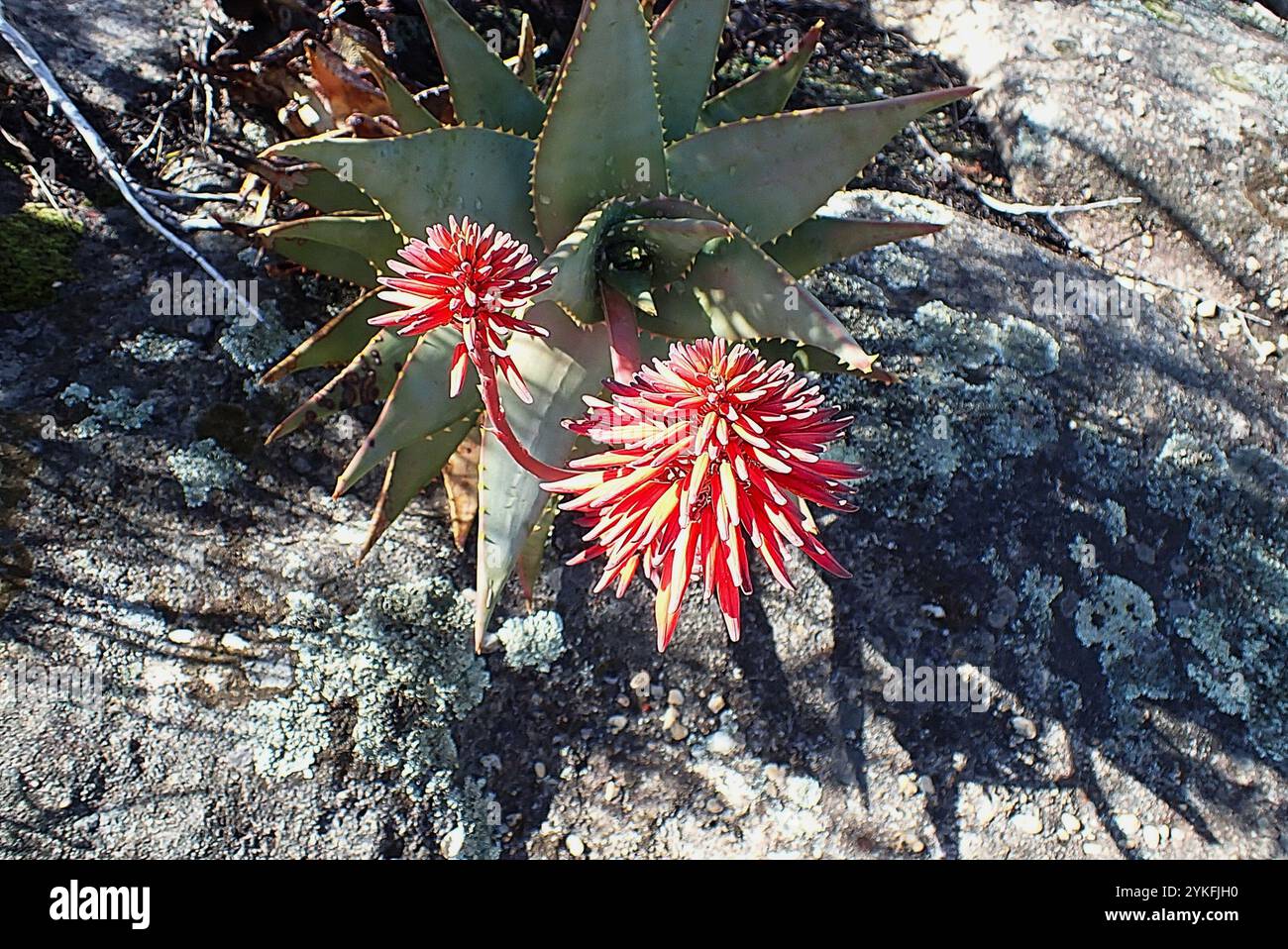 Mitre Aloe (Aloe perfoliata Stock Photo - Alamy