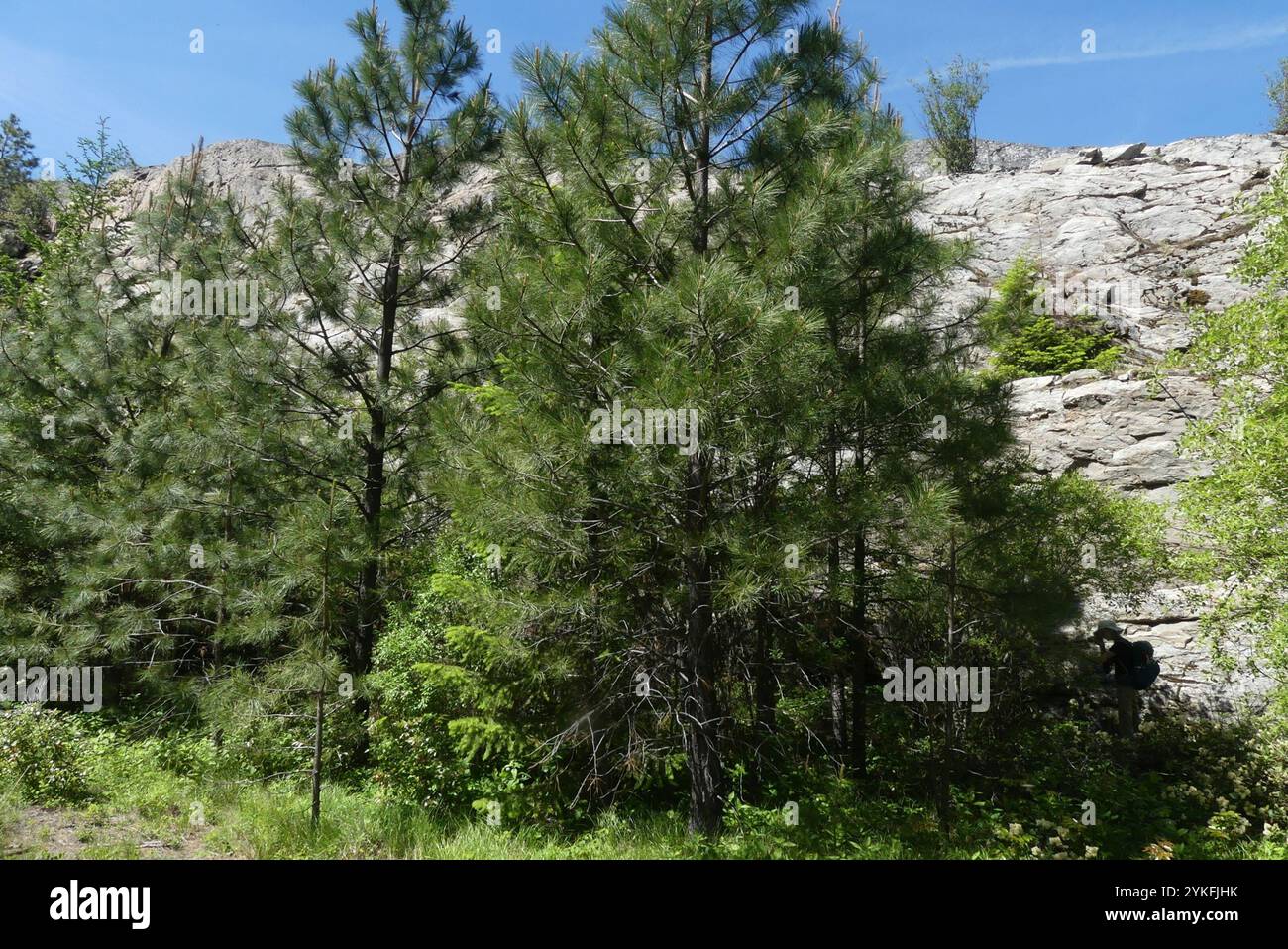 Ponderosa Pine (Pinus ponderosa Stock Photo - Alamy