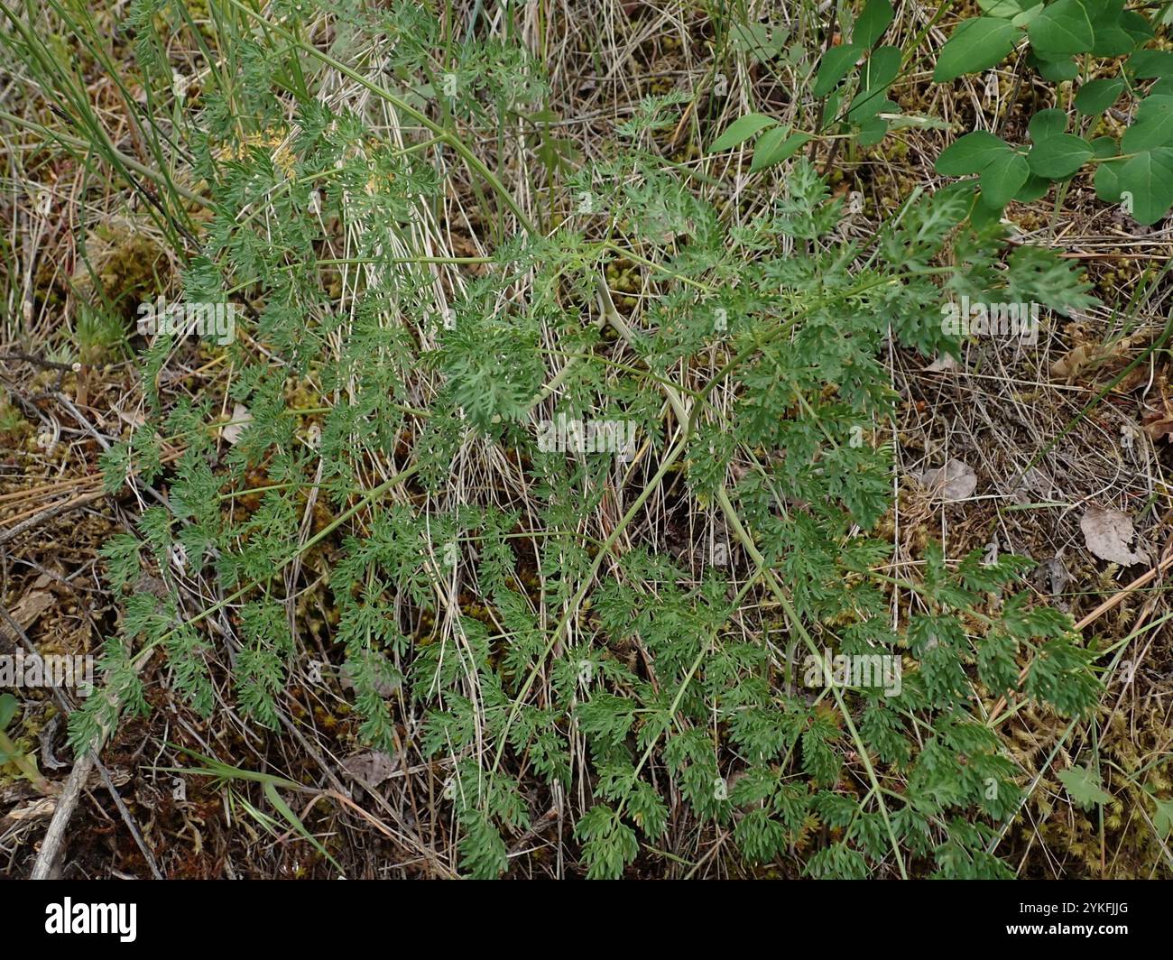 Carrotleaf Biscuitroot (Lomatium multifidum Stock Photo - Alamy
