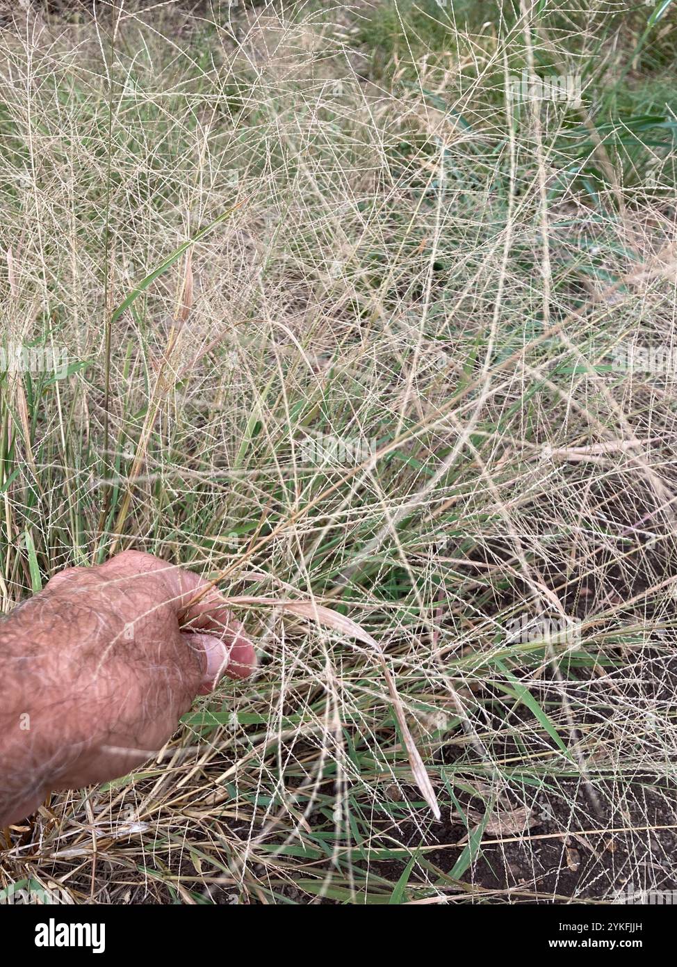 Leptochloa hi-res stock photography and images - Alamy