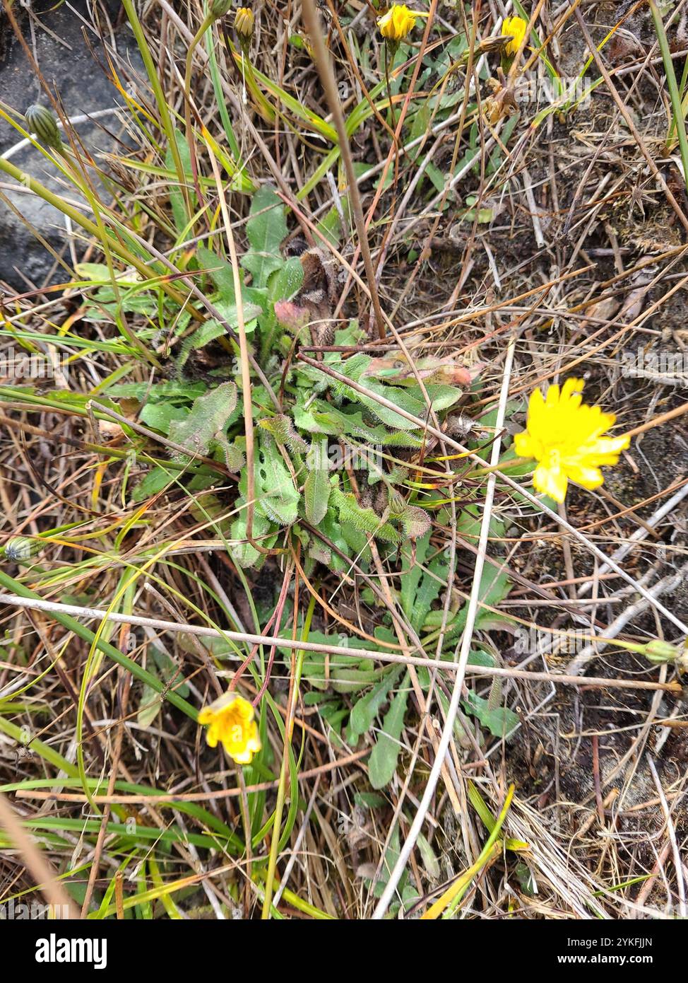 Common Cat's-ear (Hypochaeris radicata Stock Photo - Alamy