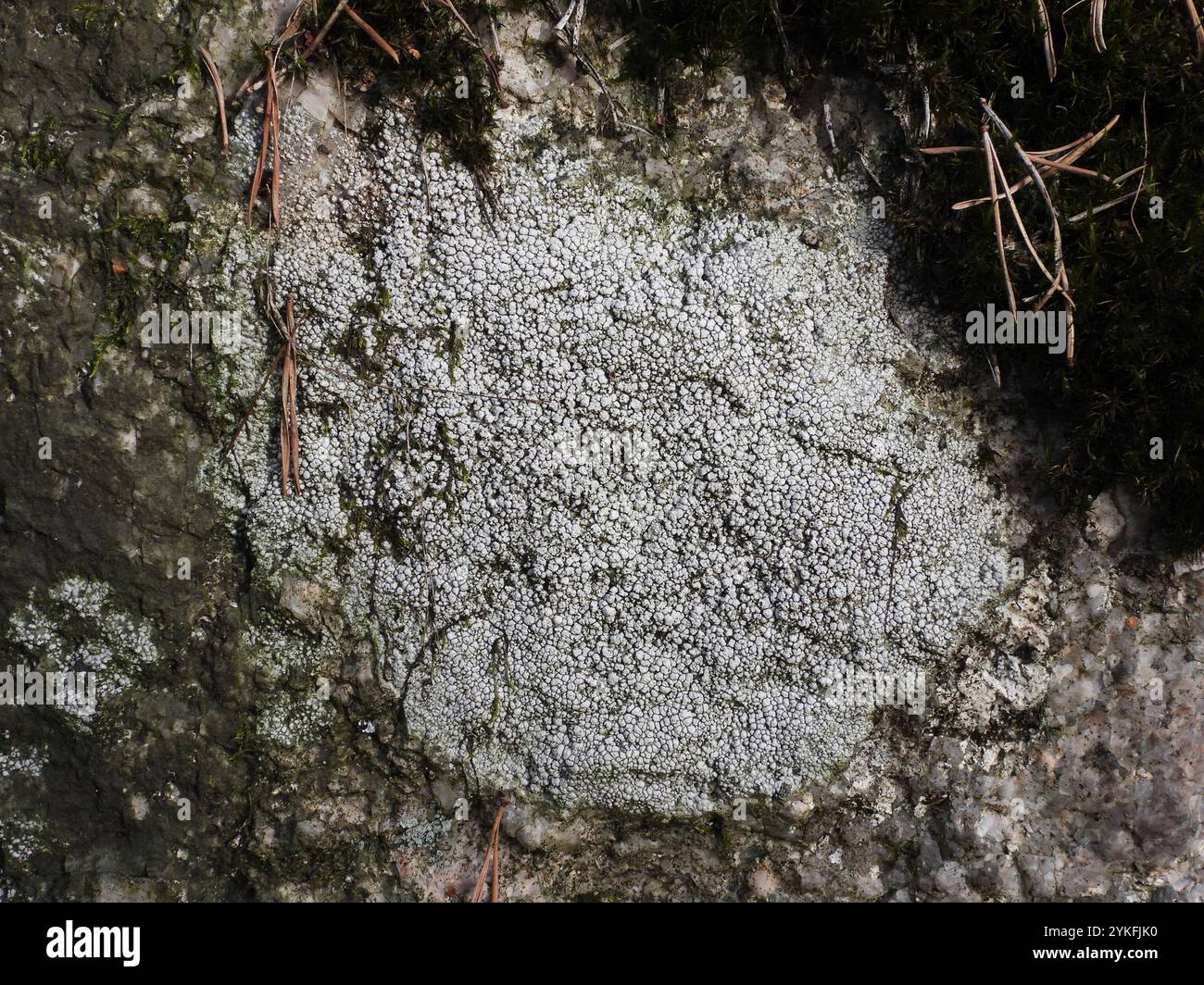 wart lichens, script lichens, and allies (Ostropomycetidae Stock Photo ...