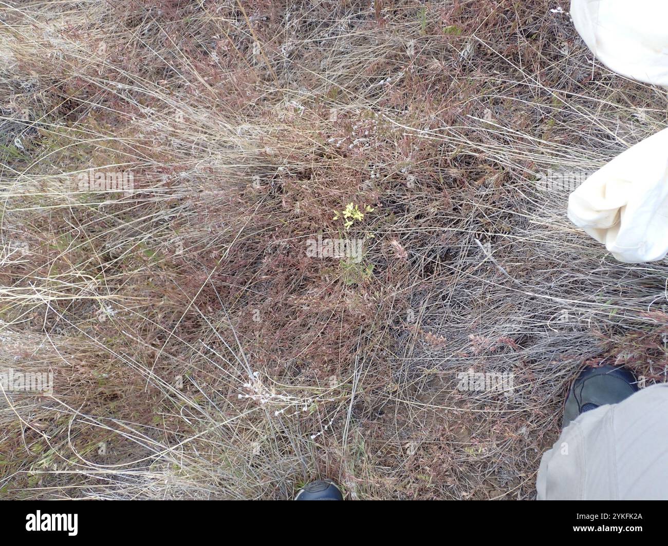 Tall Tumblemustard (Sisymbrium altissimum Stock Photo - Alamy