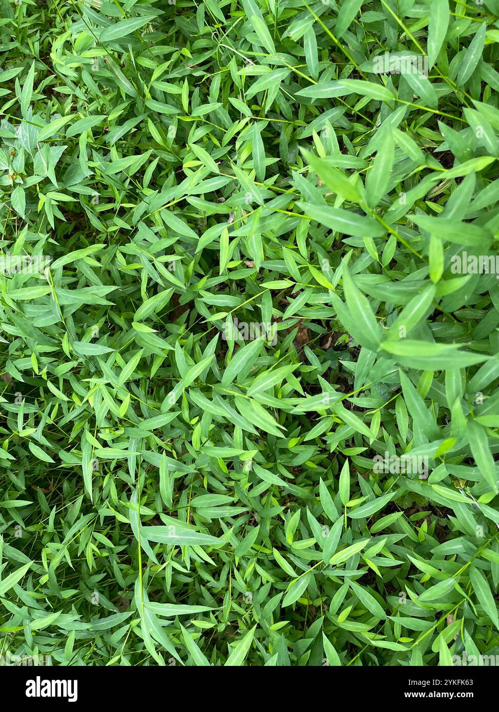 Japanese stiltgrass (Microstegium vimineum Stock Photo - Alamy
