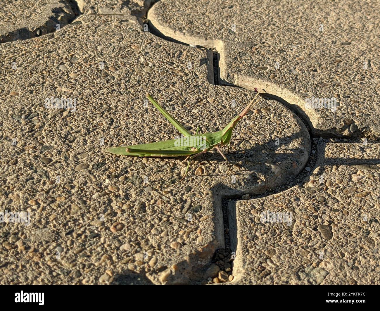 Slantface Grasshoppers (Acrida Stock Photo - Alamy