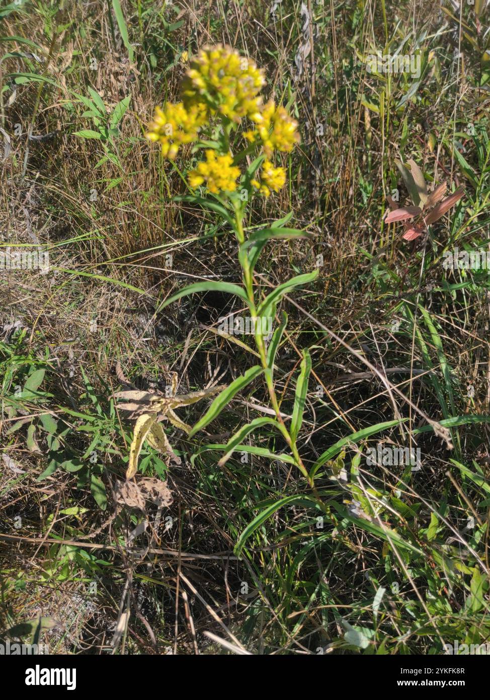Riddell's goldenrod (Solidago riddellii Stock Photo - Alamy