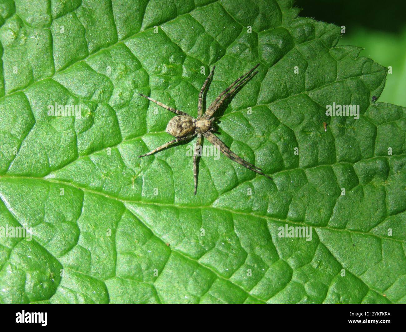 Running Crab Spiders (Philodromus Stock Photo - Alamy