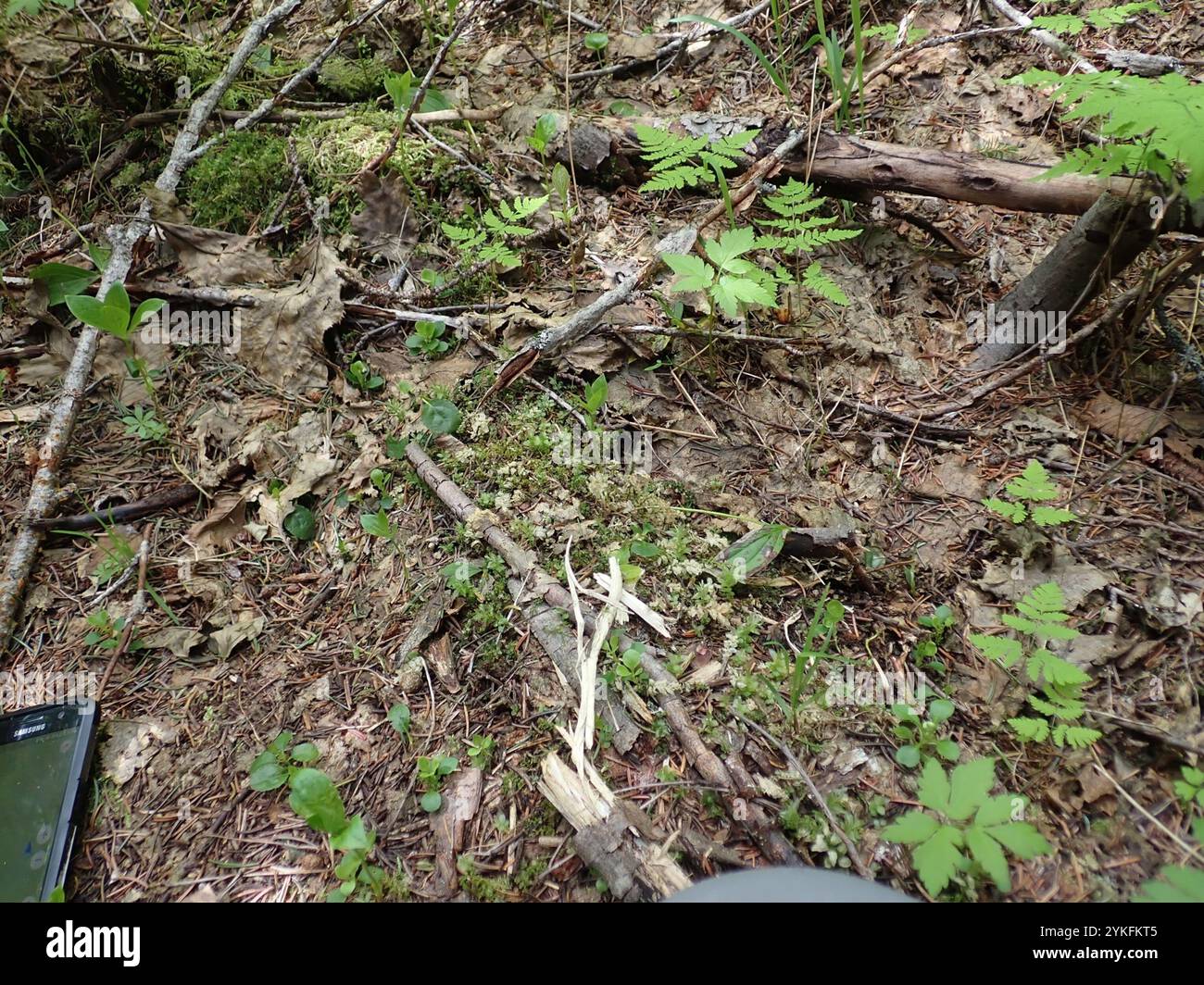 Thyme and Allied Mosses (Plagiomnium Stock Photo - Alamy