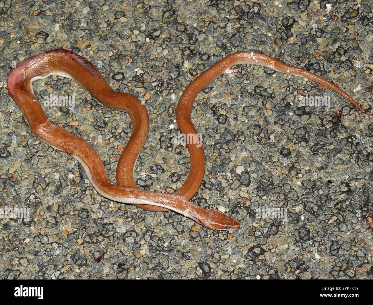 Cape House Snake (Boaedon capensis Stock Photo - Alamy
